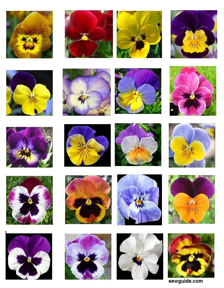 Pansies 4 Simple Ways To Recreate This Flower On Fabric SewGuide Pansies 4 Simple Ways To Recreate This Flower On Fabric SewGuide
